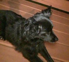 Perspective from a Dog’s Eye View – Priceless